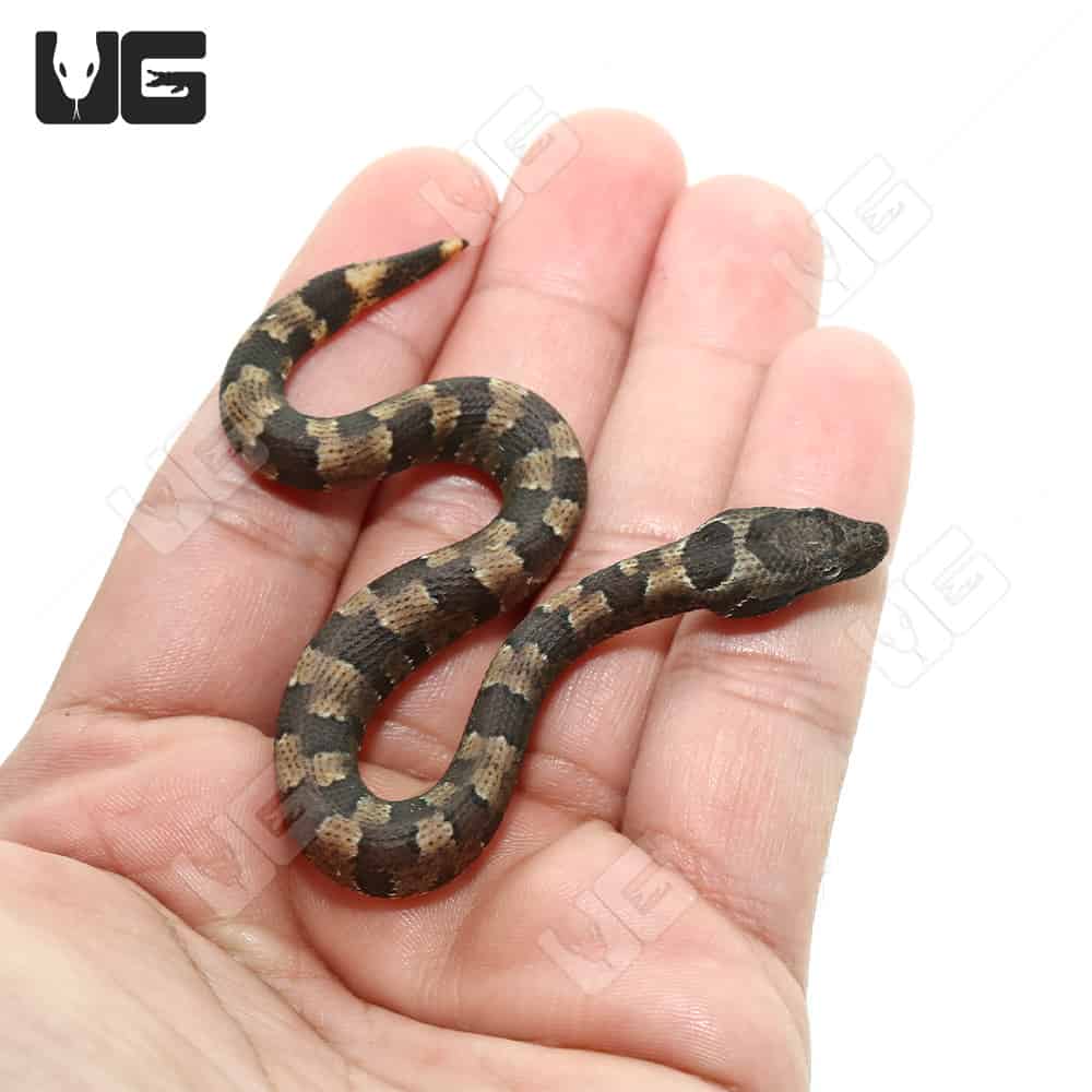Viper Boa (Candoia aspera) For Sale - Underground Reptiles