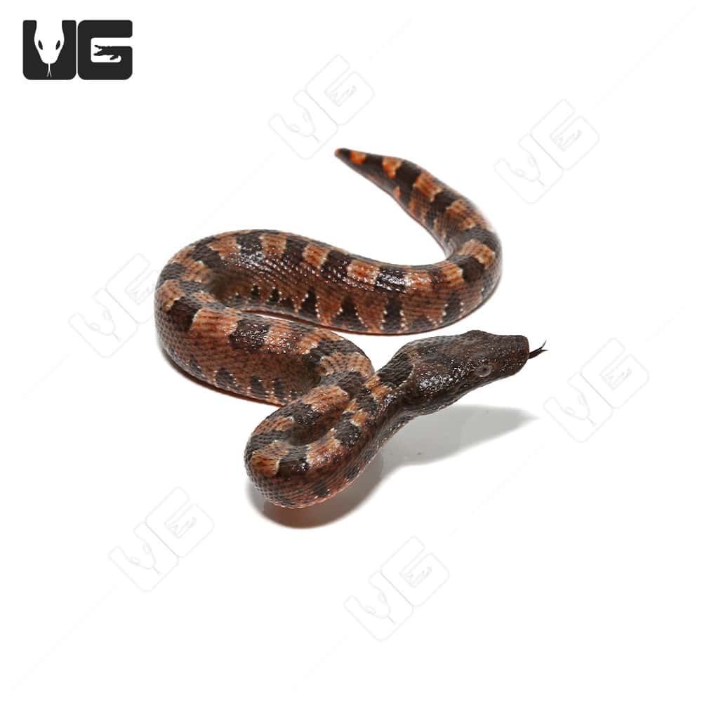 Red Belly Viper Boa (Candoia aspera) For Sale - Underground Reptiles