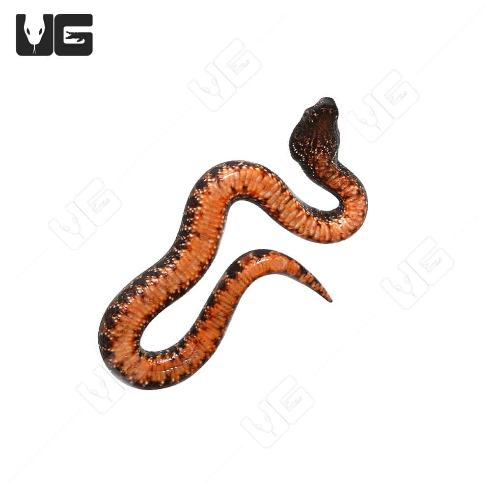 Red Belly Viper Boa (Candoia aspera) For Sale - Underground Reptiles