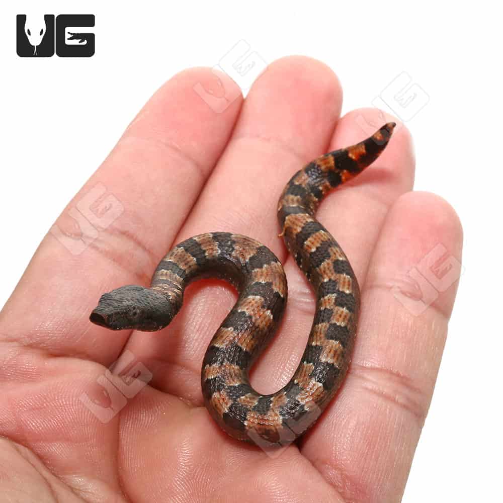 Red Belly Viper Boa (Candoia aspera) For Sale - Underground Reptiles