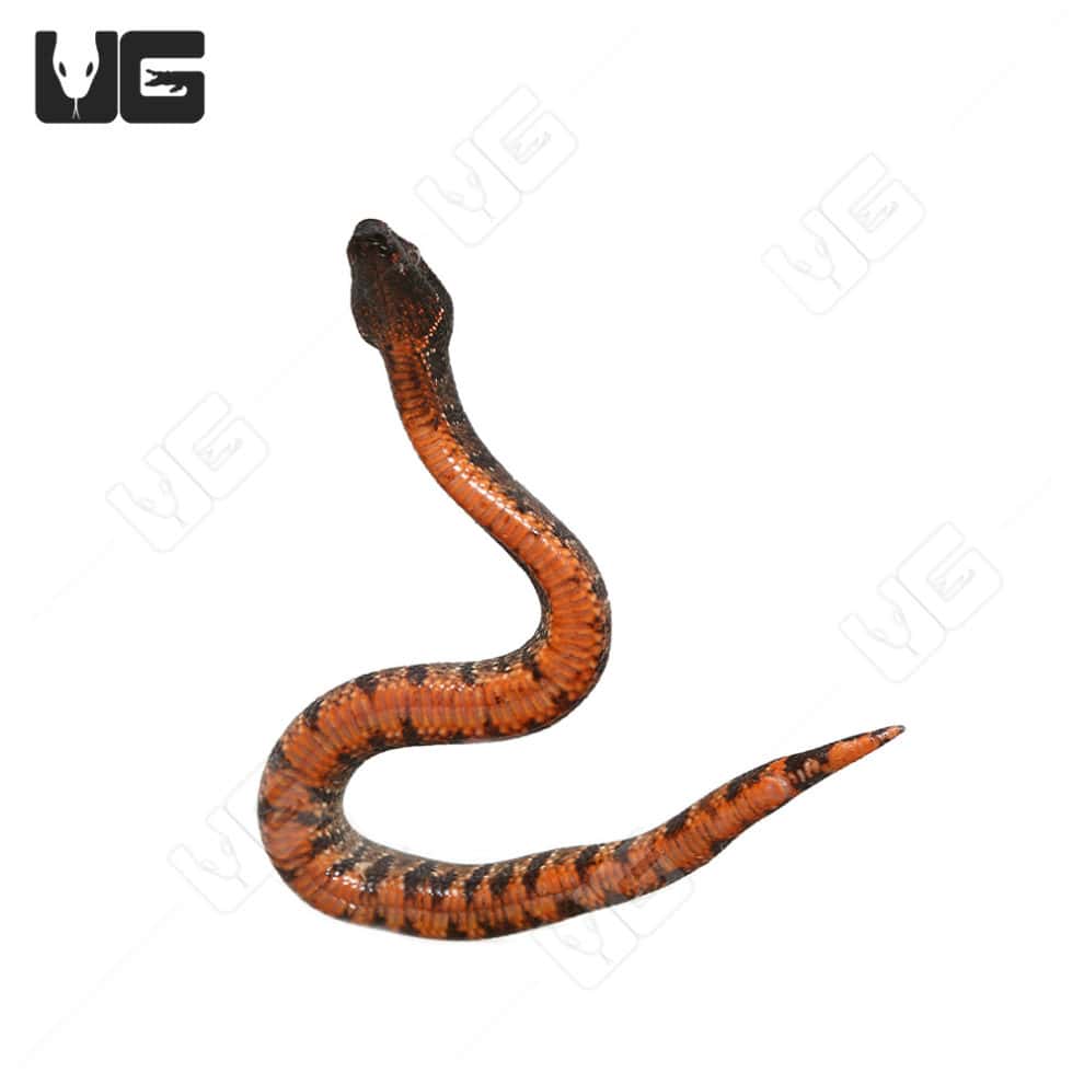 Red Belly Viper Boa (Candoia aspera) For Sale - Underground Reptiles