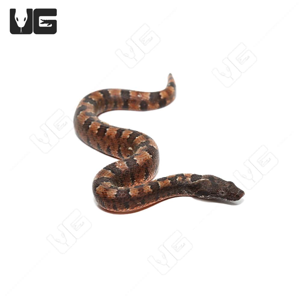 Red Belly Viper Boa (Candoia aspera) For Sale - Underground Reptiles