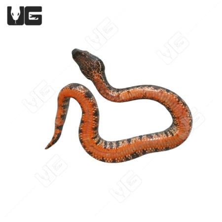 Captive Bred Animals - Underground Reptiles