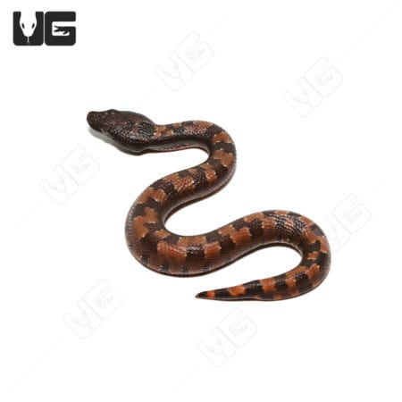Red Belly Viper Boa (Candoia aspera) For Sale - Underground Reptiles