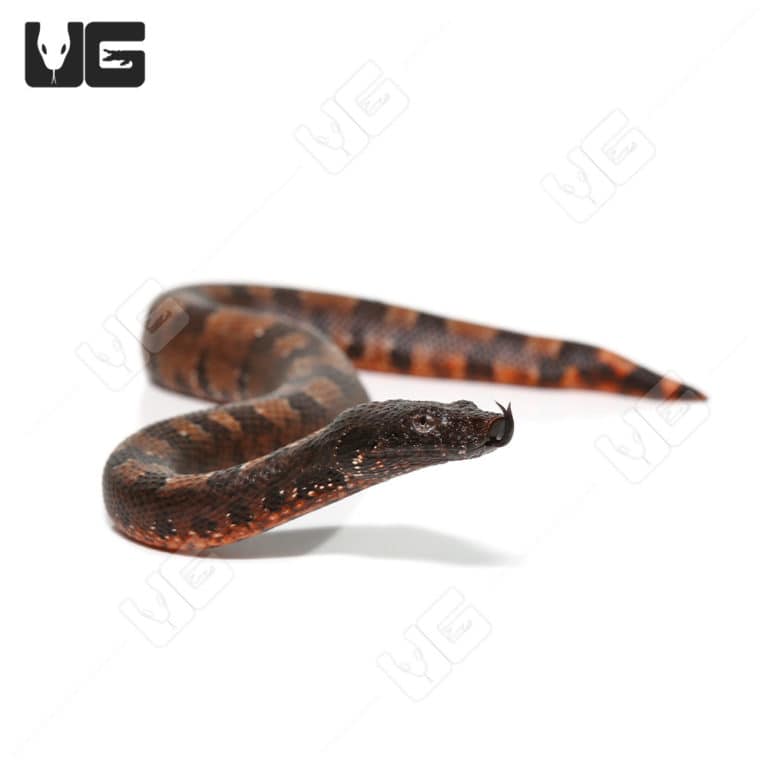 Red Belly Viper Boa (Candoia aspera) For Sale - Underground Reptiles