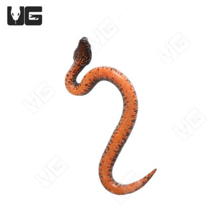 Red Belly Viper Boa (Candoia aspera) For Sale - Underground Reptiles