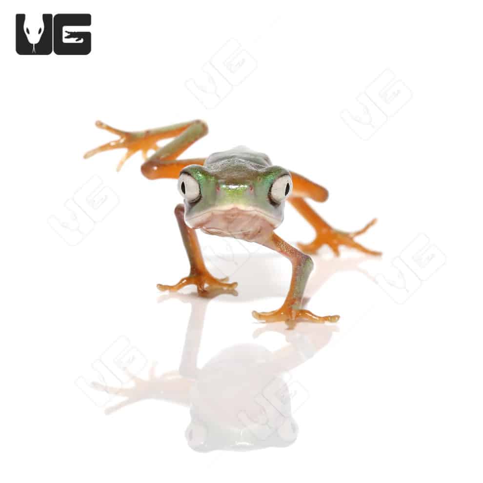 Spearpoint Waxy Monkey Tree Frogs For Sale - Underground Reptiles
