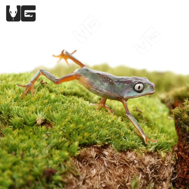 Spearpoint Waxy Monkey Tree Frogs For Sale - Underground Reptiles