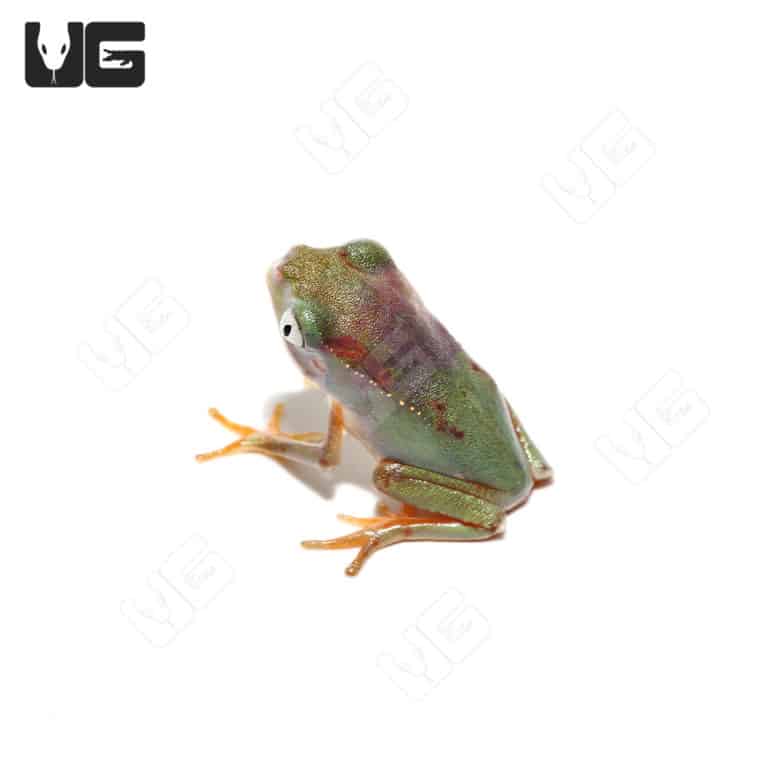 Tree Frogs For Sale - Underground Reptiles