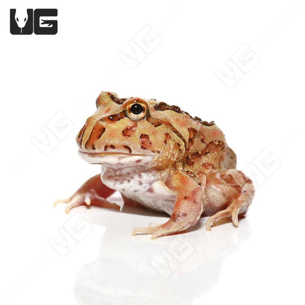 Coffee Pacman Frogs For Sale - Underground Reptiles