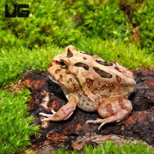 Coffee Pacman Frogs For Sale - Underground Reptiles