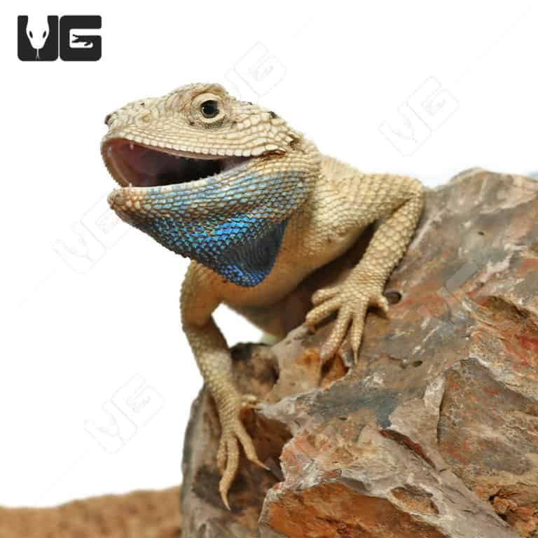 Desert Agama For Sale - Underground Reptiles