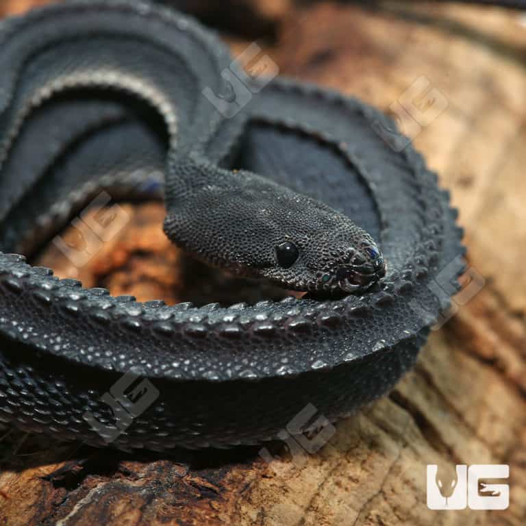 Dragon Snake For Sale - Underground Reptiles