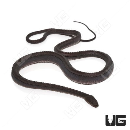 Dragon Snakes (Xenodermus javanicus) For Sale - Underground Reptiles