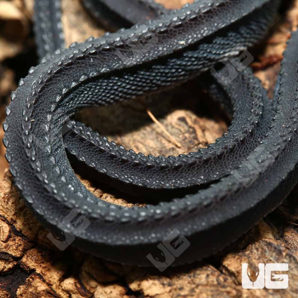 Dragon Snake For Sale - Underground Reptiles