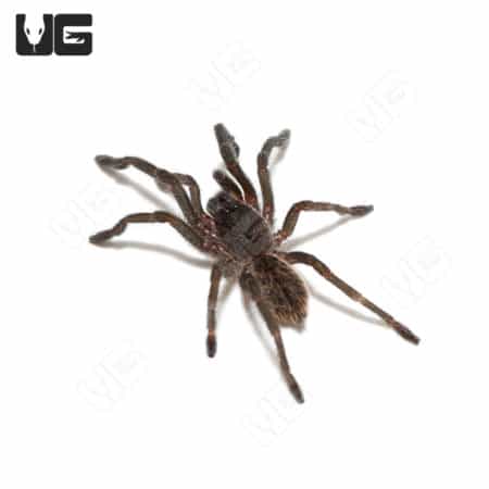 Cobalt Blue Tarantulas For Sale - Underground Reptiles