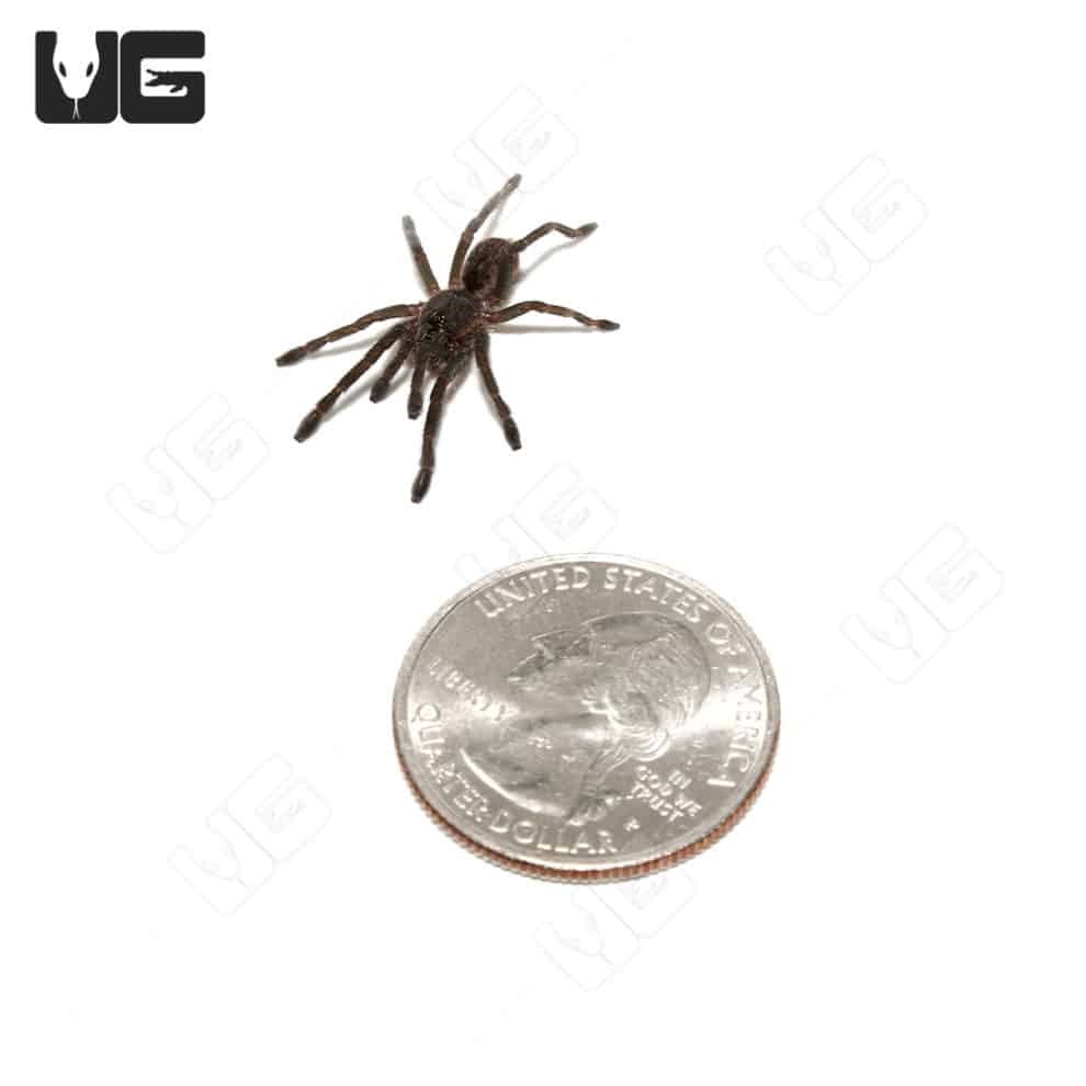 Cobalt Blue Tarantulas For Sale - Underground Reptiles