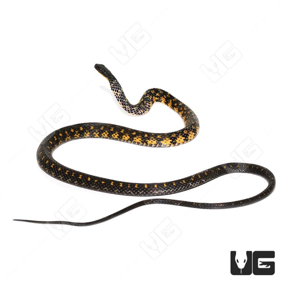 West African Egg Eating Snakes For Sale - Underground Reptiles