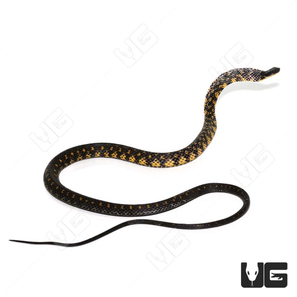 West African Egg Eating Snakes For Sale - Underground Reptiles