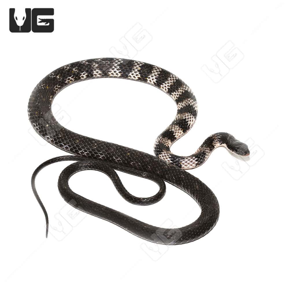 West African Egg Eating Snakes For Sale - Underground Reptiles