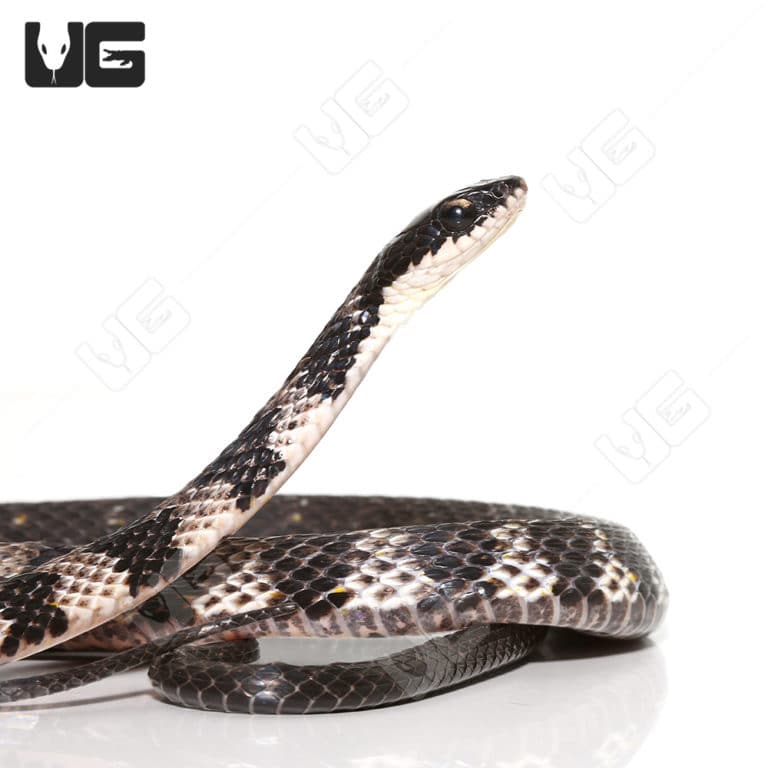 West African Egg Eating Snakes For Sale - Underground Reptiles