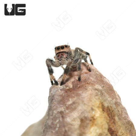 Regal Jumping Spiders (Phidippus regius) For Sale - Underground Reptiles
