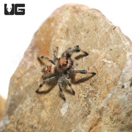 Regal Jumping Spiders (Phidippus regius) For Sale - Underground Reptiles