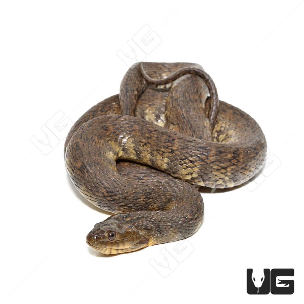 Green Water Snakes For Sale - Underground Reptiles