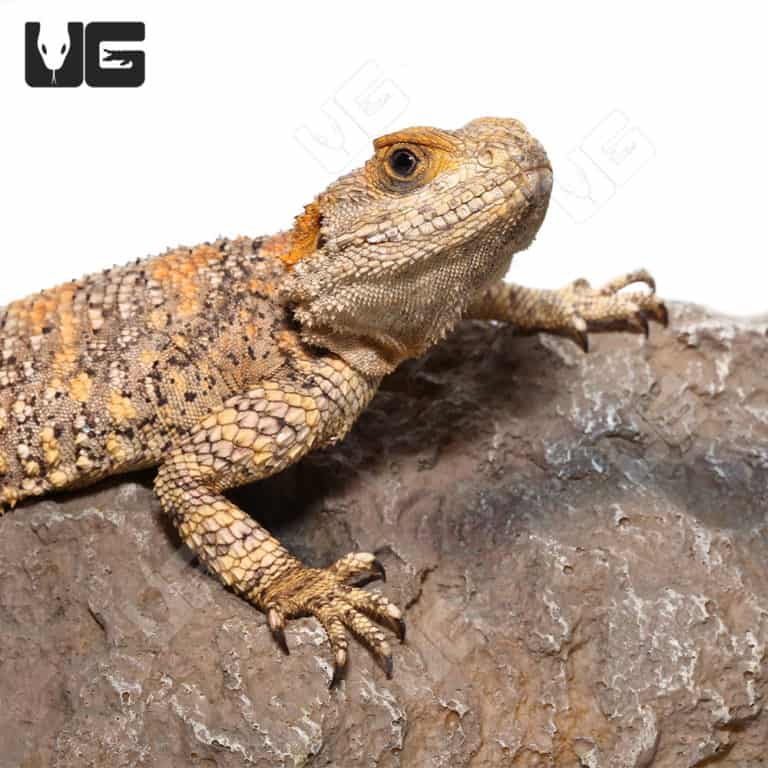 Underground Reptiles - Exotic Reptiles, Amphibians, Lizards and Mammals