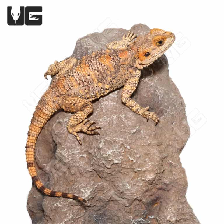 Lizards For Sale - Underground Reptiles