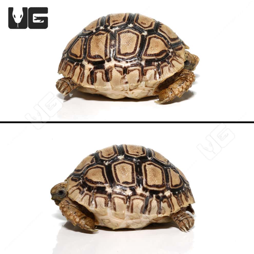 Baby Leopard Tortoises For Sale - Underground Reptiles
