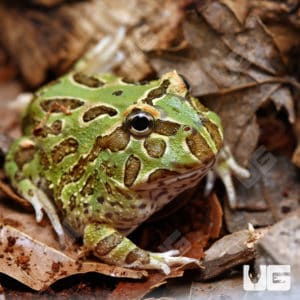 New Reptiles & Amphibians - Underground Reptiles