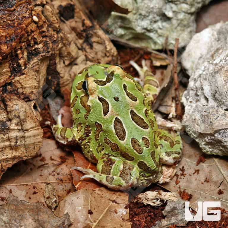 Peppermint Pacman Frog For Sale - Underground Reptiles