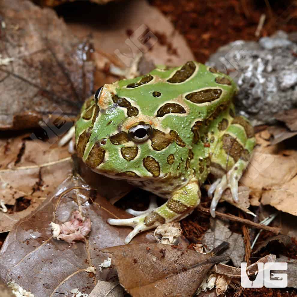 Peppermint Pacman Frog For Sale - Underground Reptiles
