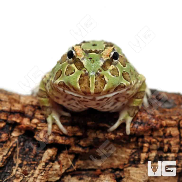 Peppermint Pacman Frog For Sale - Underground Reptiles