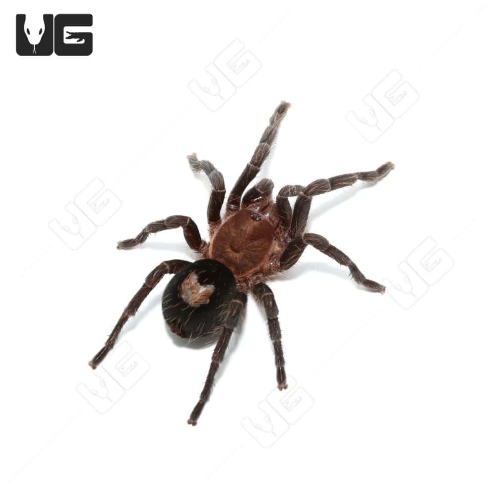 Peruvian Dwarf Star Tarantula (1-2.5") (Cyriocosmus sellatus) For Sale ...