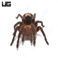 Peruvian Dwarf Star Tarantula (1-2.5") (Cyriocosmus sellatus) For Sale ...
