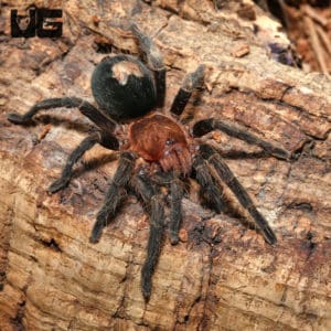 Peruvian Dwarf Star Tarantula (1-2.5") (Cyriocosmus sellatus) For Sale ...