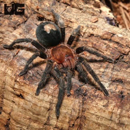 Peruvian Dwarf Star Tarantula (1-2.5") (Cyriocosmus sellatus) For Sale ...