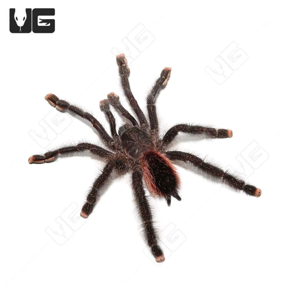 Peruvian Purple Pinktoe Tarantula (Avicularia juruensis Peru Purple ...