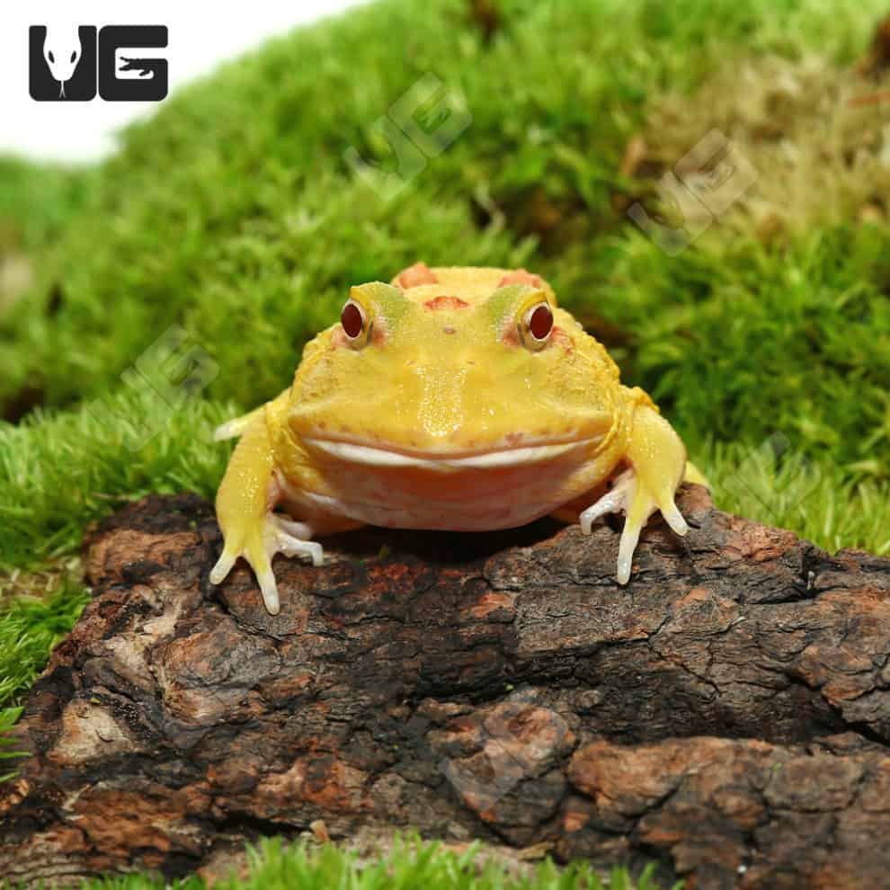 Pikachu Pacman Frogs for sale - Underground Reptiles