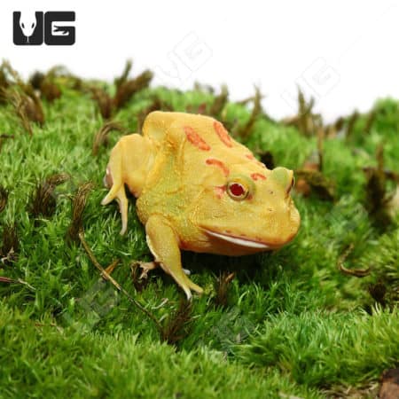 Pikachu Pacman Frogs for sale - Underground Reptiles
