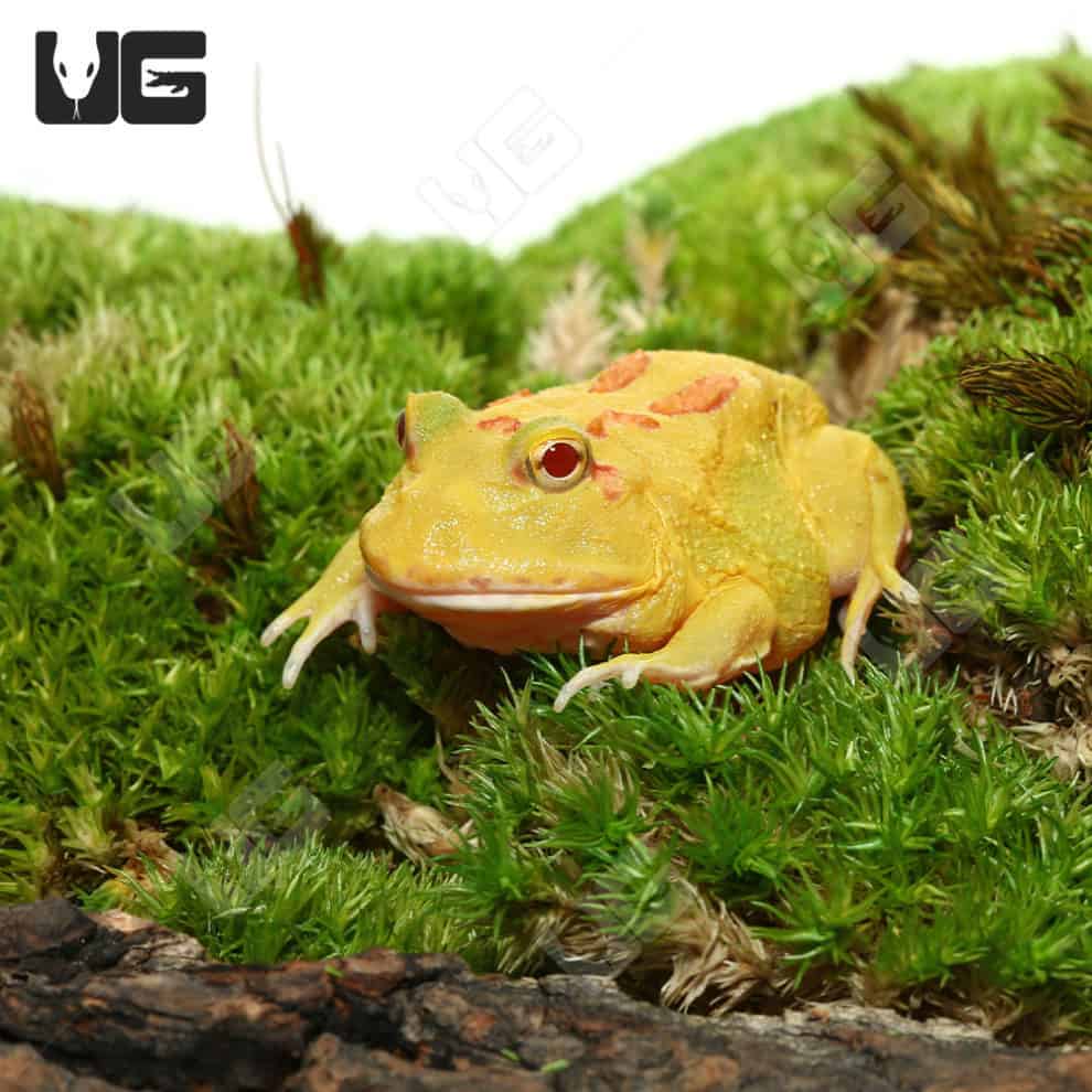 Pikachu Pacman Frogs for sale - Underground Reptiles