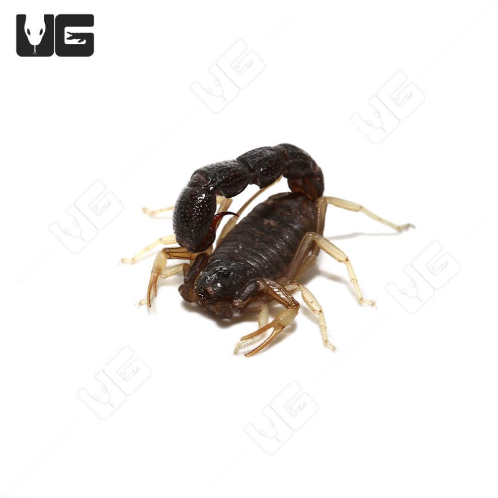 Pillar Tail Scorpions for Sale - Underground Reptiles