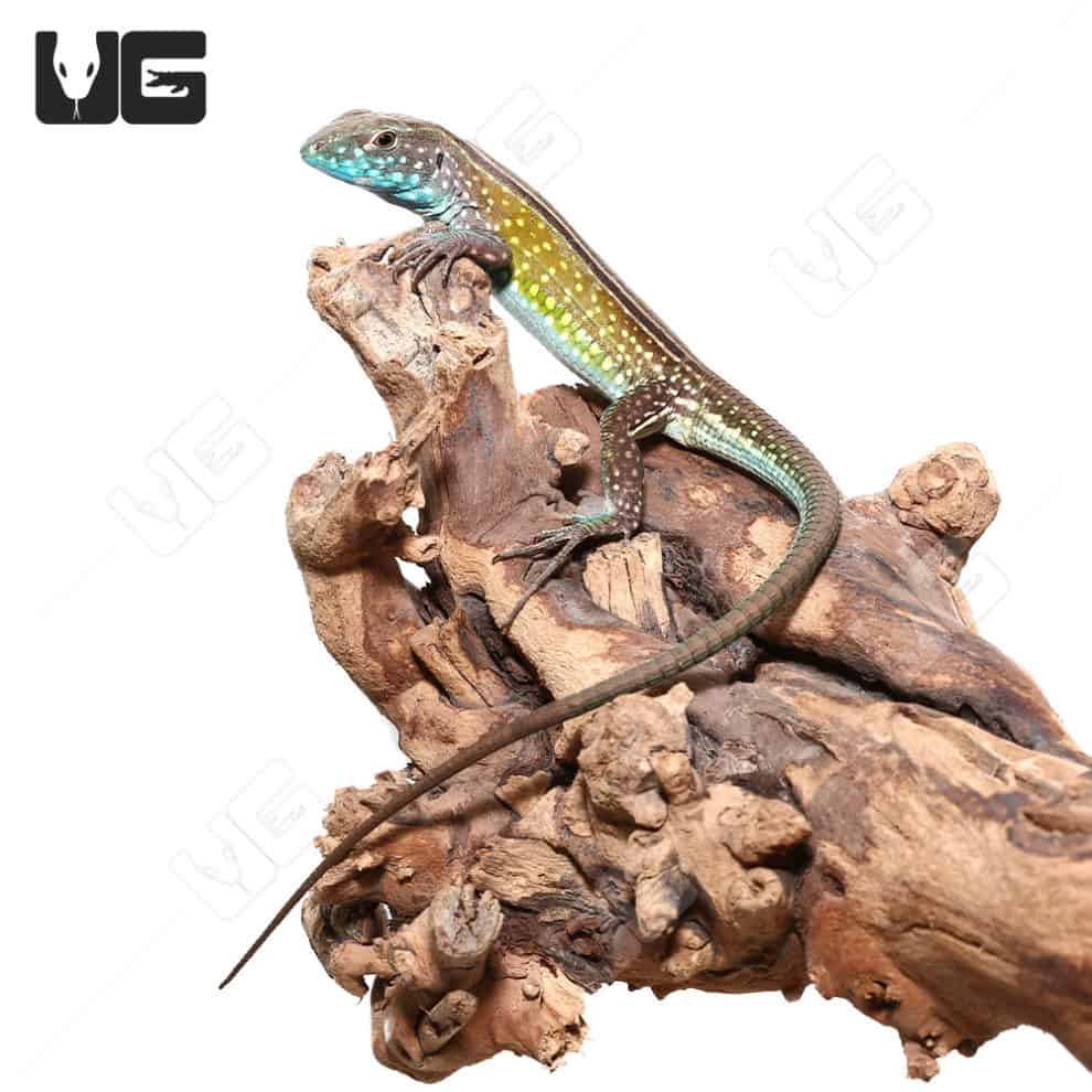 Rainbow Whiptail Lizards (Cnemidophorus lemniscatus) For Sale ...
