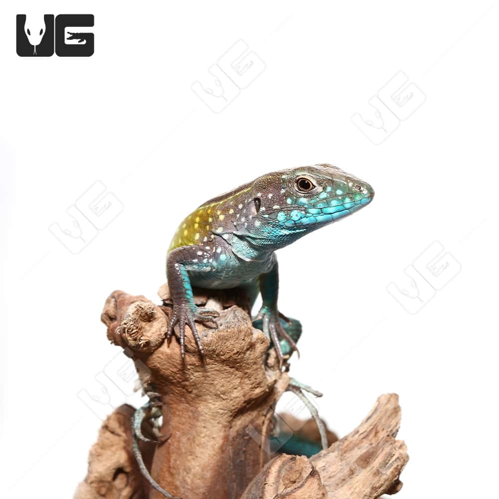 Rainbow Whiptail Lizards (Cnemidophorus lemniscatus) For Sale ...