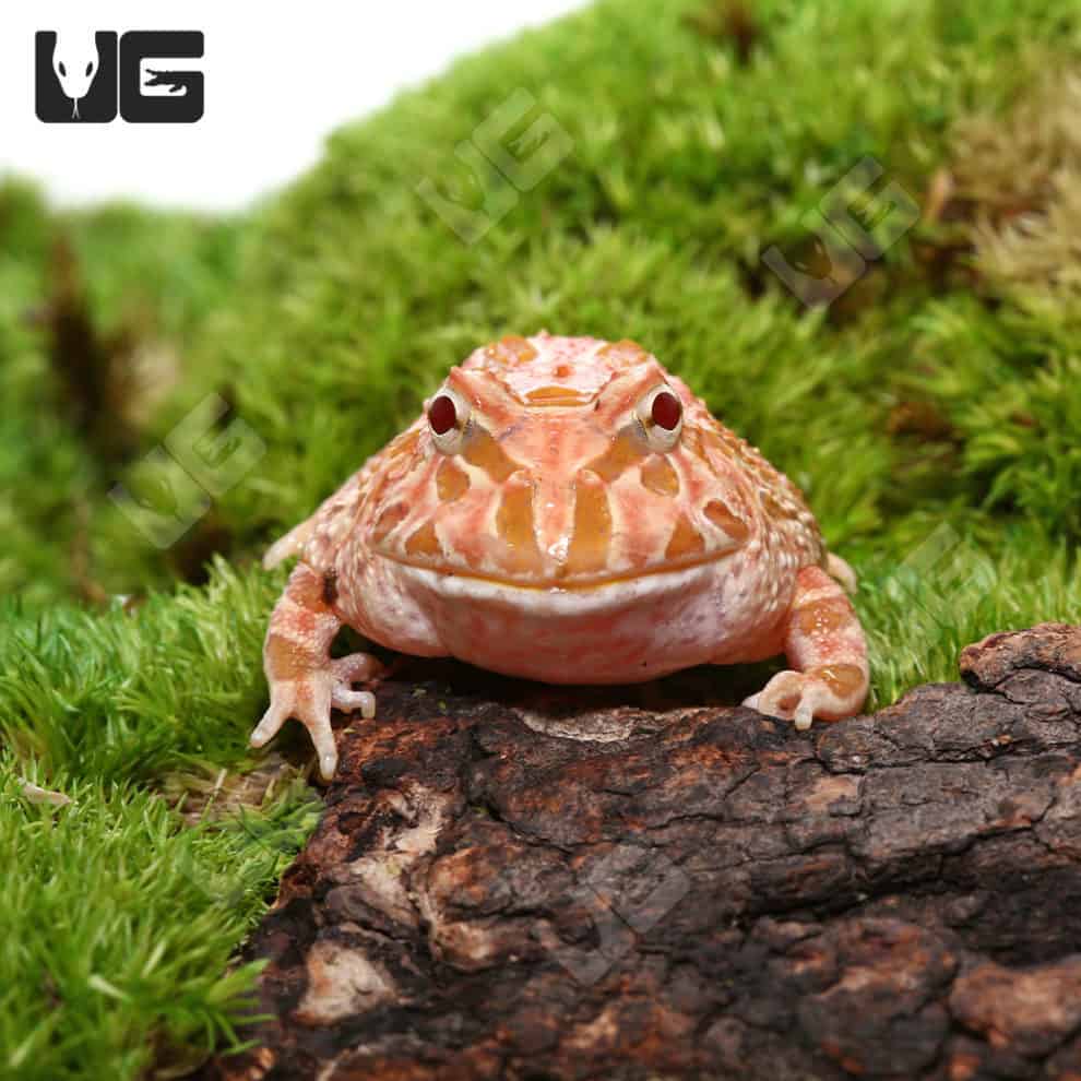 Raspberry Pacman Frogs For Sale - Underground Reptiles