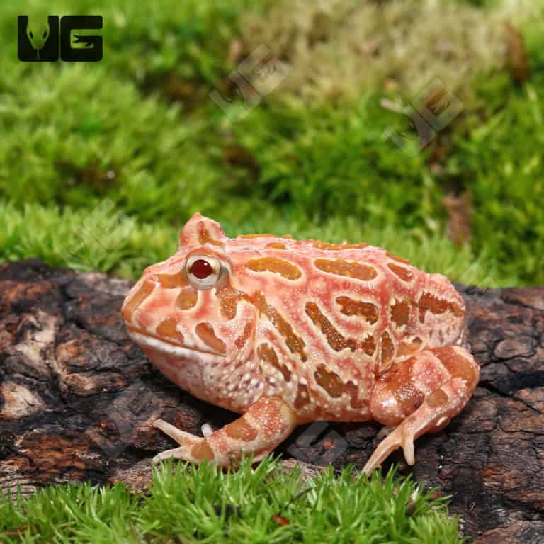 Raspberry Pacman Frogs For Sale - Underground Reptiles