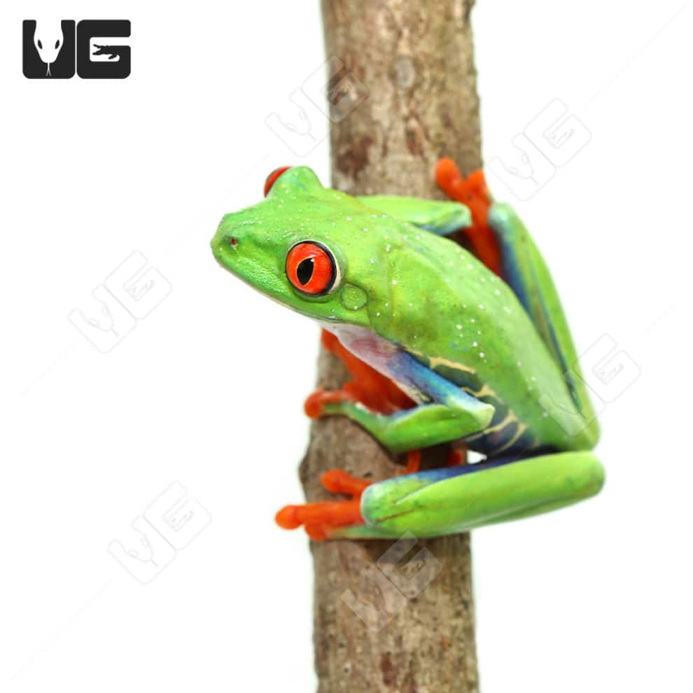 Red Eyed Tree Frogs (Agalychnis callidryas) For Sale - Underground Reptiles