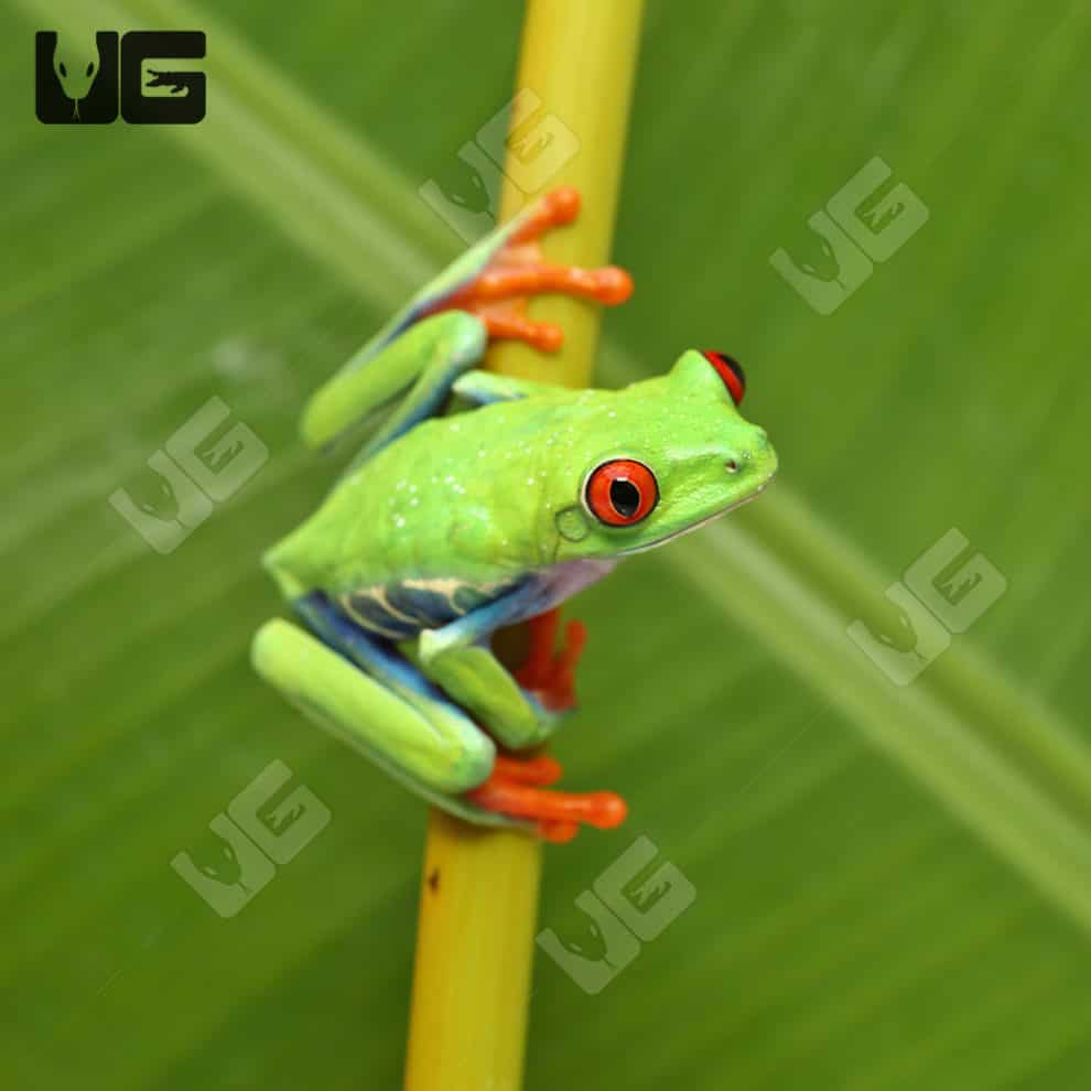 Red Eyed Tree Frogs (Agalychnis callidryas) For Sale - Underground Reptiles